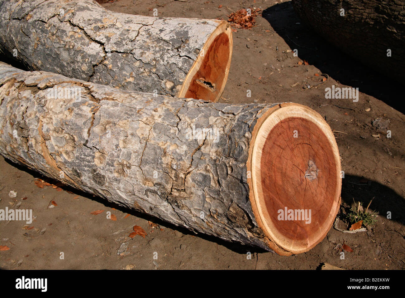 Panga panga logs in a log depot in rural Mozambique Stock Photo - Alamy