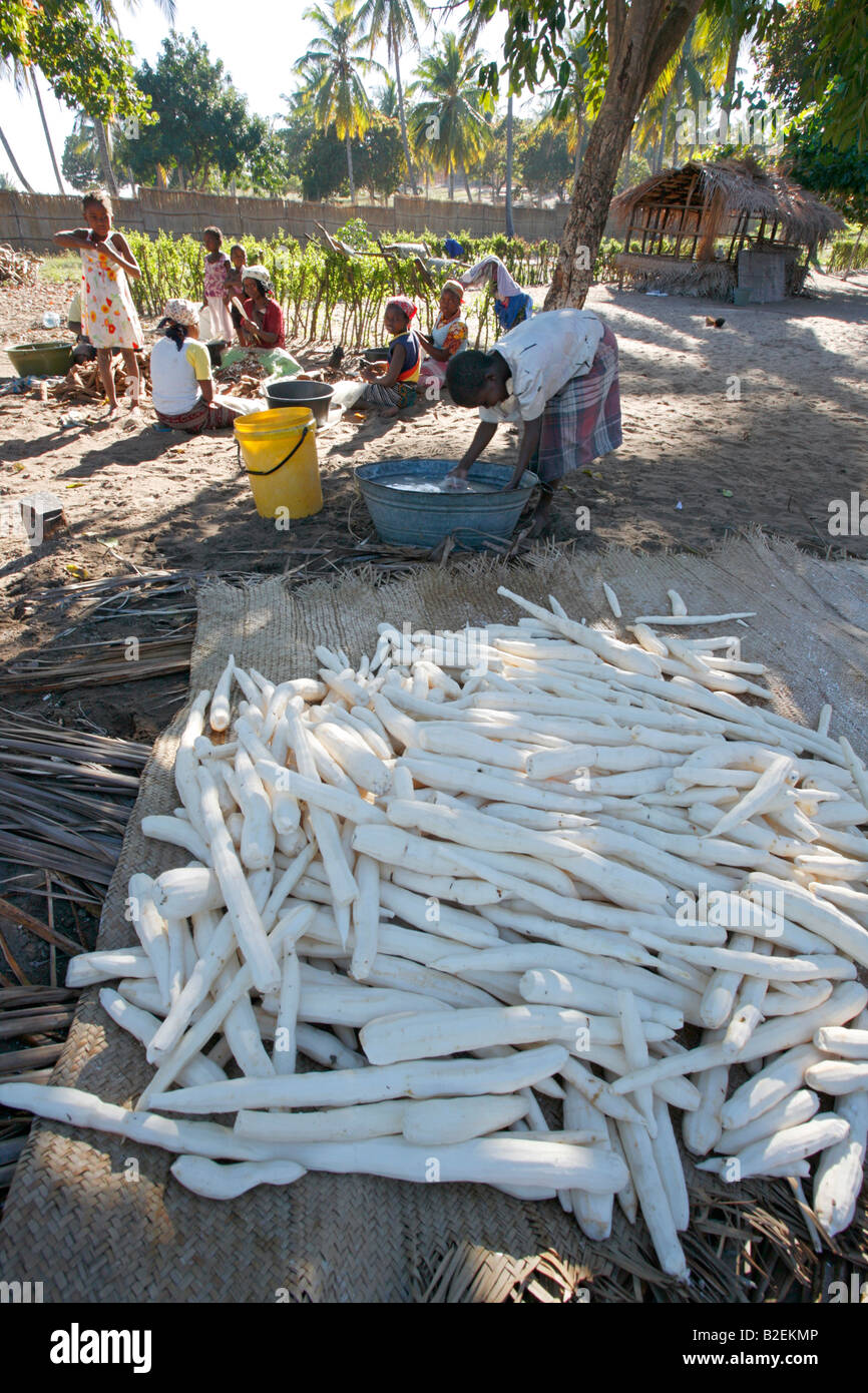 Cassava tuber hi-res stock photography and images - Alamy
