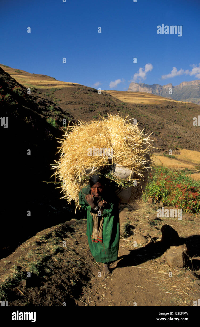 Local woman carrying bundle of wheat or barley on her back Stock Photo ...