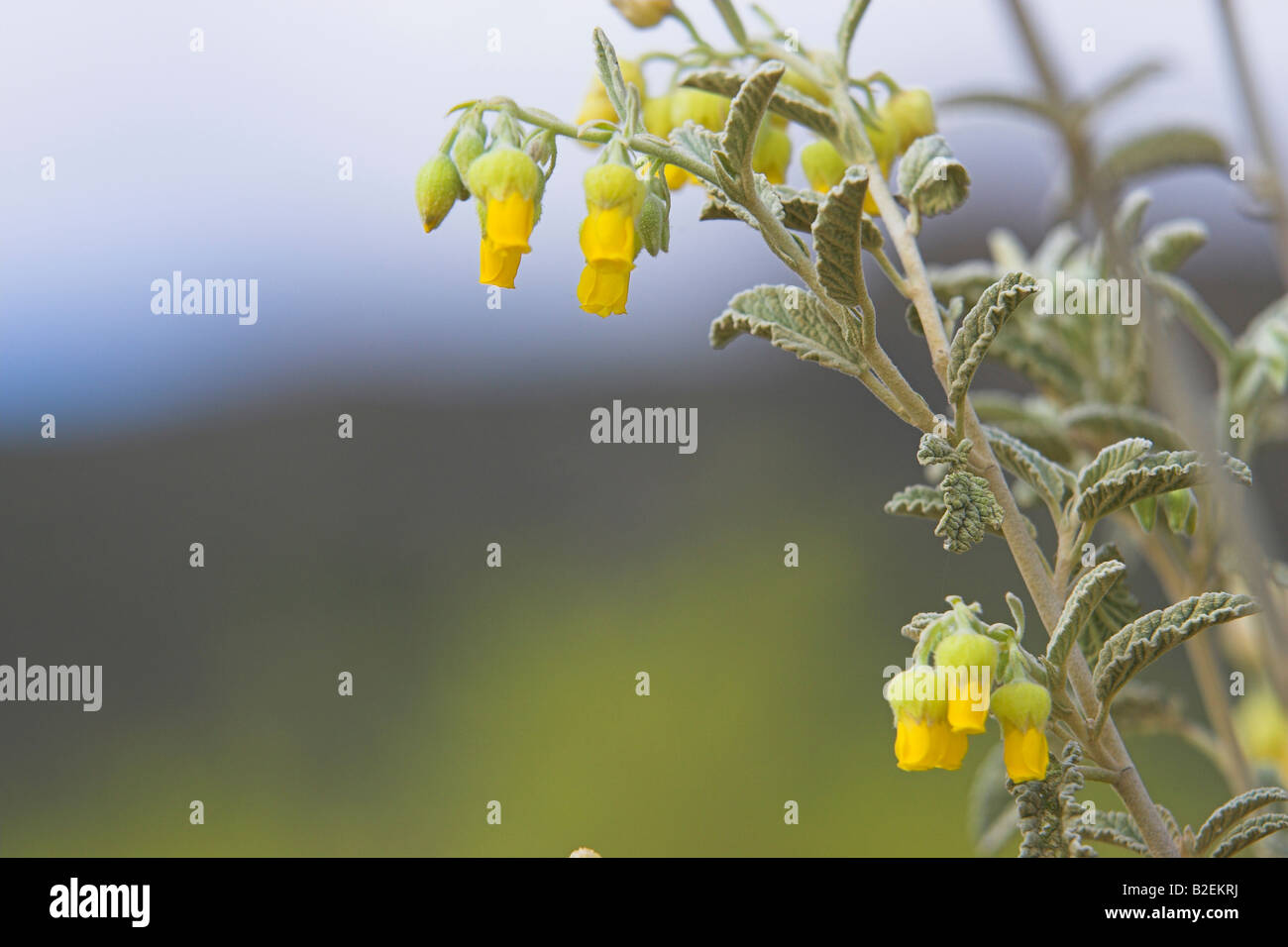 Unidentified flowers hi-res stock photography and images - Alamy