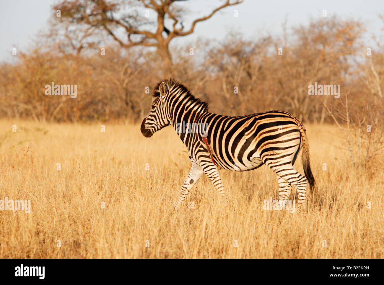 Gash hi-res stock photography and images - Alamy