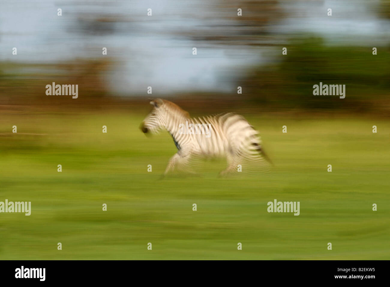 Zebra abstract showing the animal running Stock Photo - Alamy