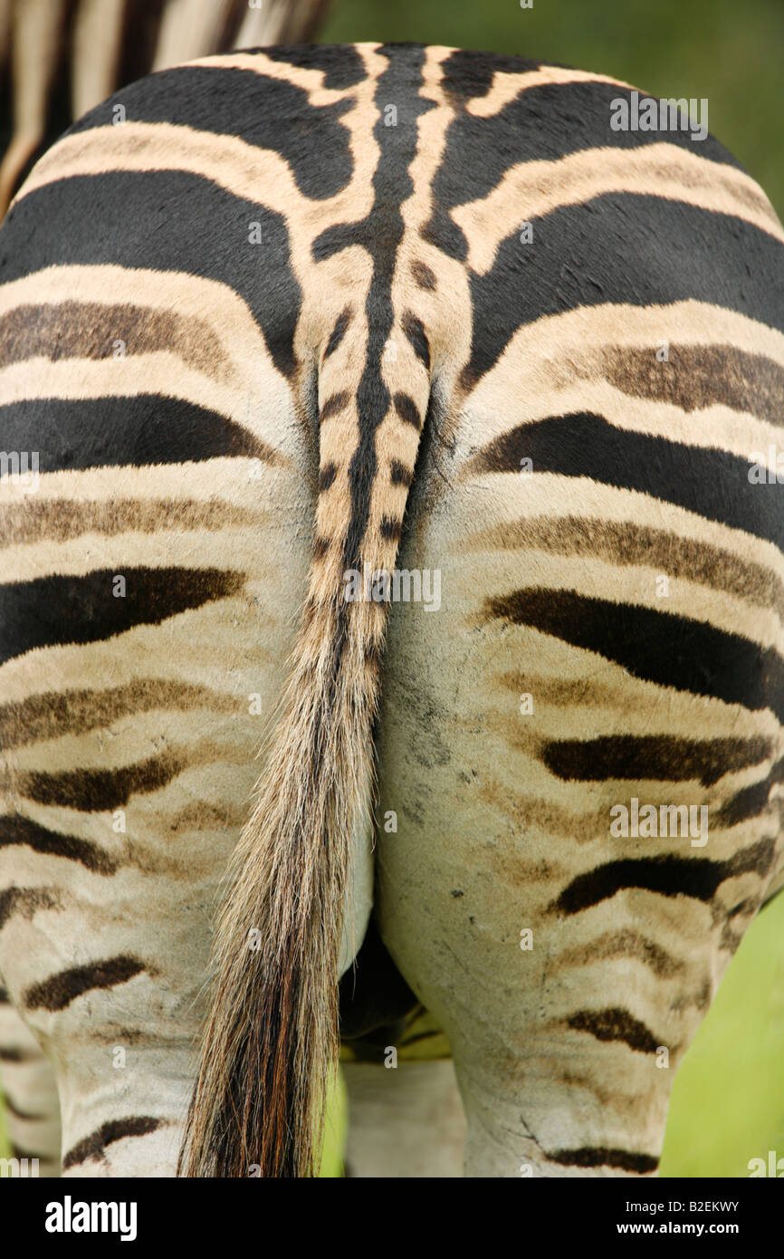 A Burchell's zebra rump and tail showing the shadow stripe of this ...