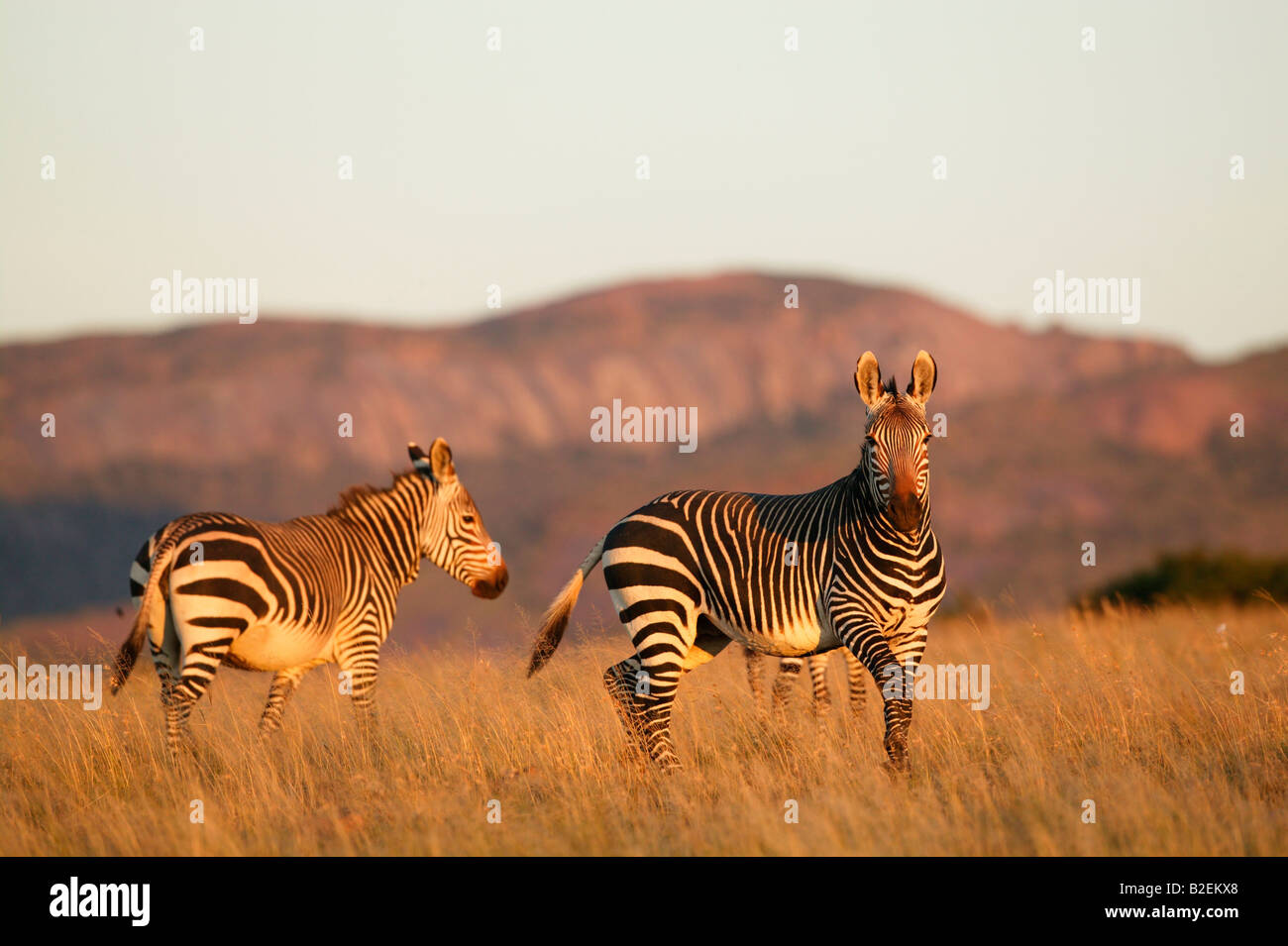 Zebra stallion hi-res stock photography and images - Alamy