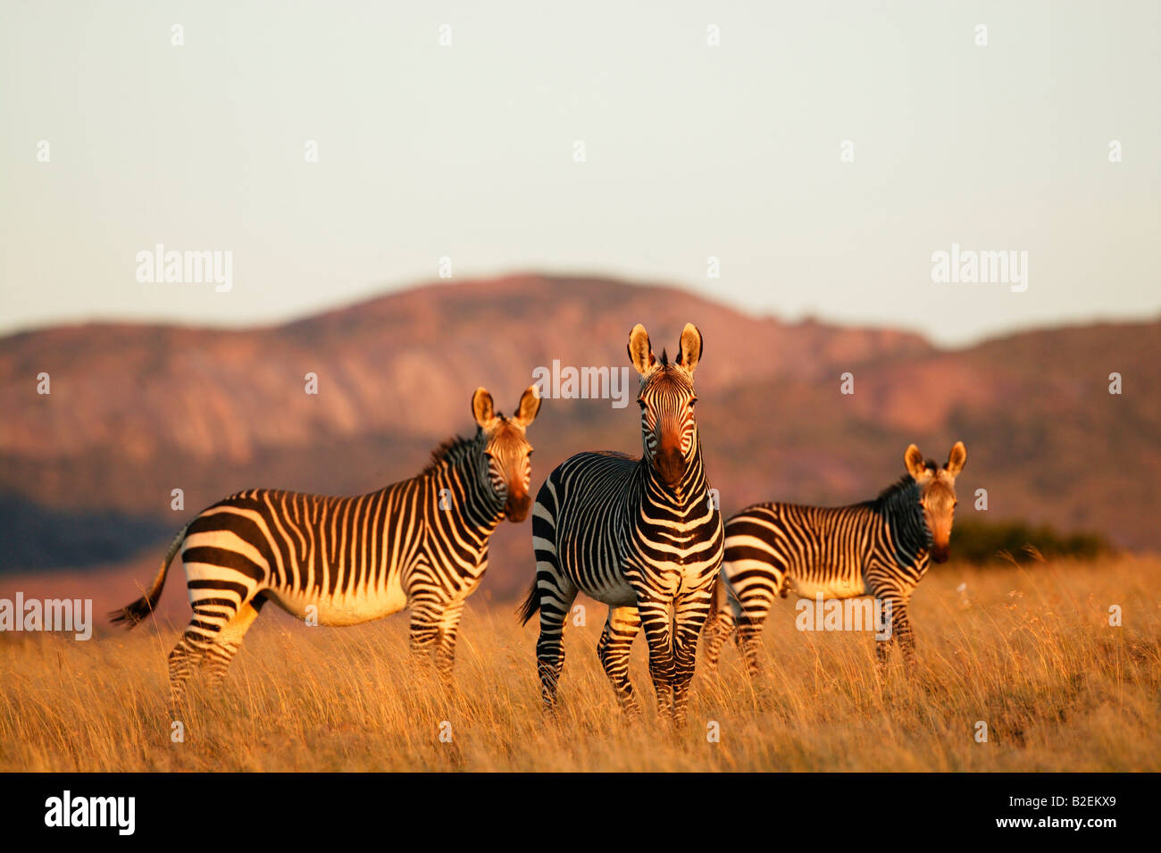 Zebra hi-res stock photography and images - Alamy