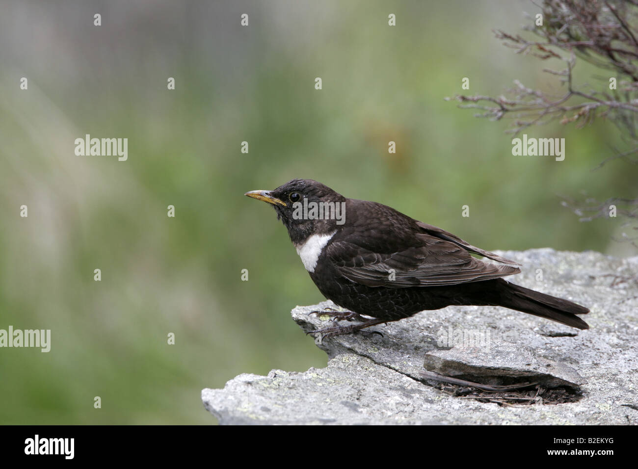 Male Ring Ouzel Turdus torquatus in breeding montane habitat Stock ...