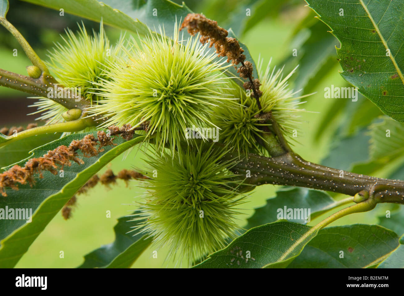 Castania Sativa Sweet Chestnut tree Stock Photo - Alamy