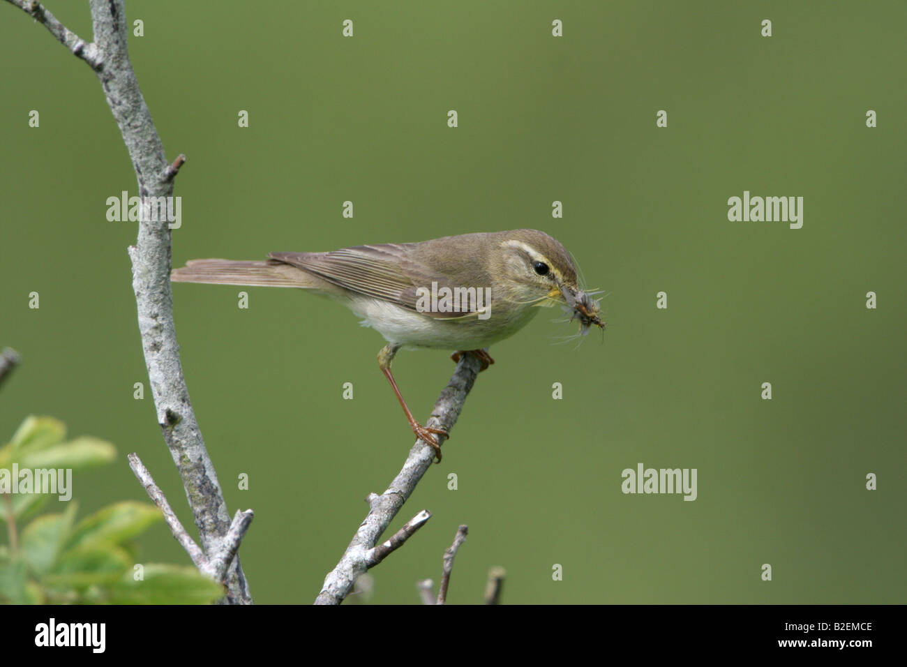 Willow warbler nest hi-res stock photography and images - Alamy