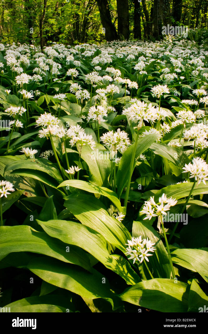 Wild Garlic ( Ramsons) in full bloom Stock Photo - Alamy