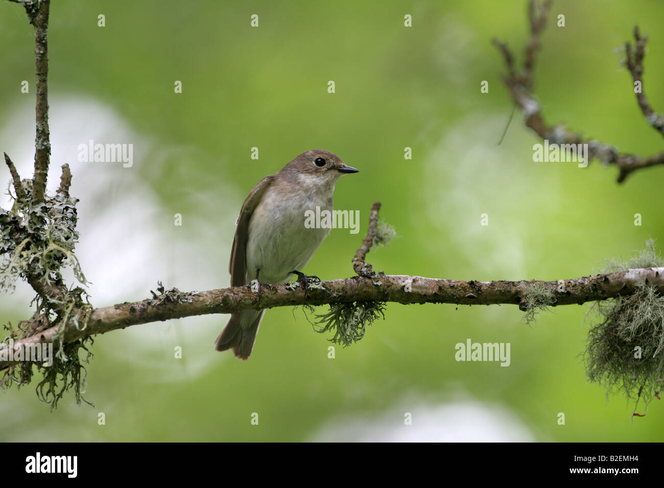Female flycatcher hi-res stock photography and images - Alamy