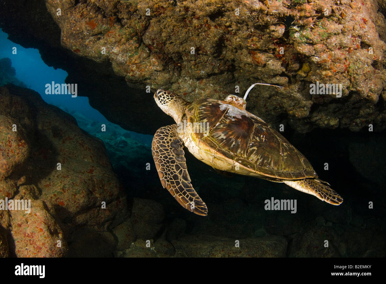 Sea turtle transmitter hi-res stock photography and images - Alamy