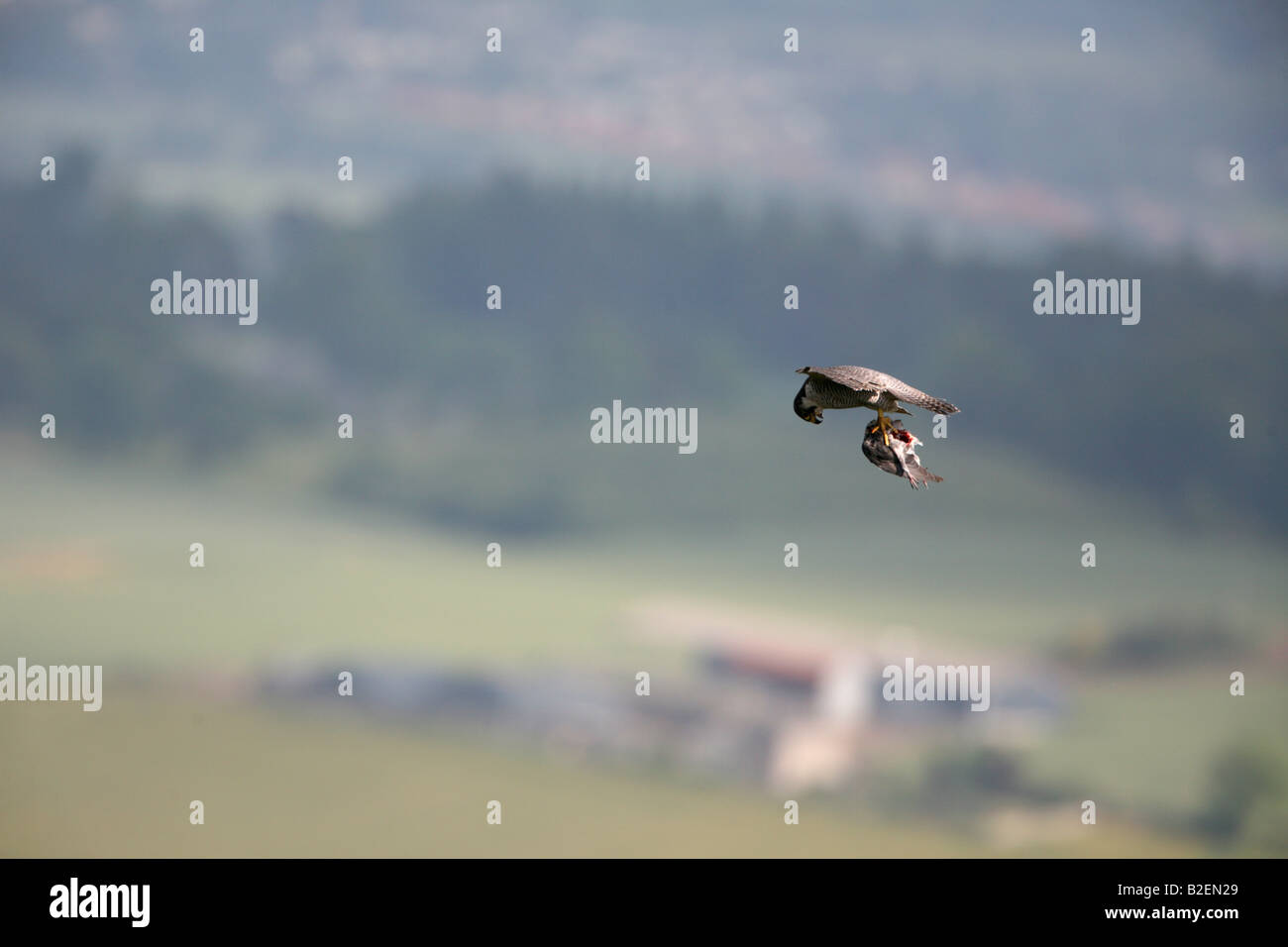 Peregrine falcon Falco peregrinus carrying pigeon prey Stock Photo - Alamy