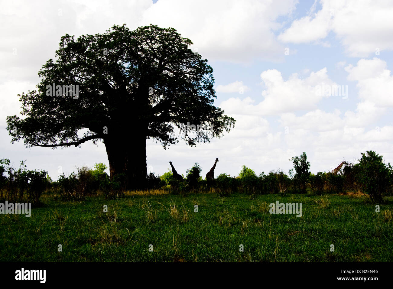 Giraffe baobab tree safari hi-res stock photography and images - Alamy