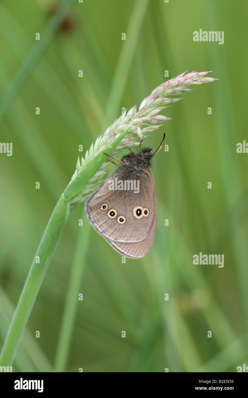 Ringlet butterfly Aphantopus hyperantus Stock Photo - Alamy