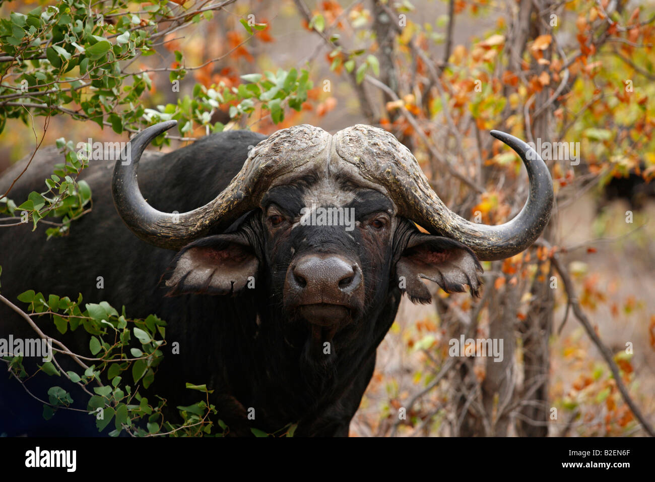 Portrait of a Cape Buffalo bull in mopane veld Stock Photo - Alamy