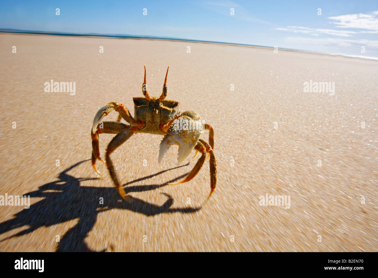 Horned ghost crab hi-res stock photography and images - Alamy