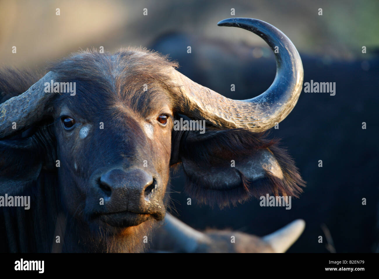 Portrait of a Cape buffalo Stock Photo - Alamy