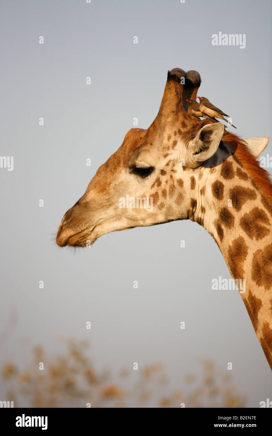 Male giraffe hi-res stock photography and images - Alamy
