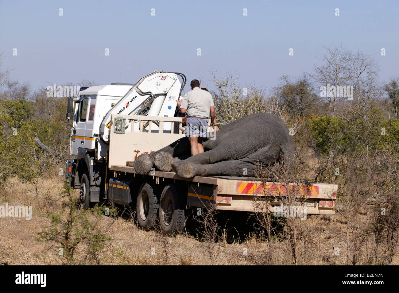 A sedated bull elephant lying on a flatbed lorry ready for loading into ...