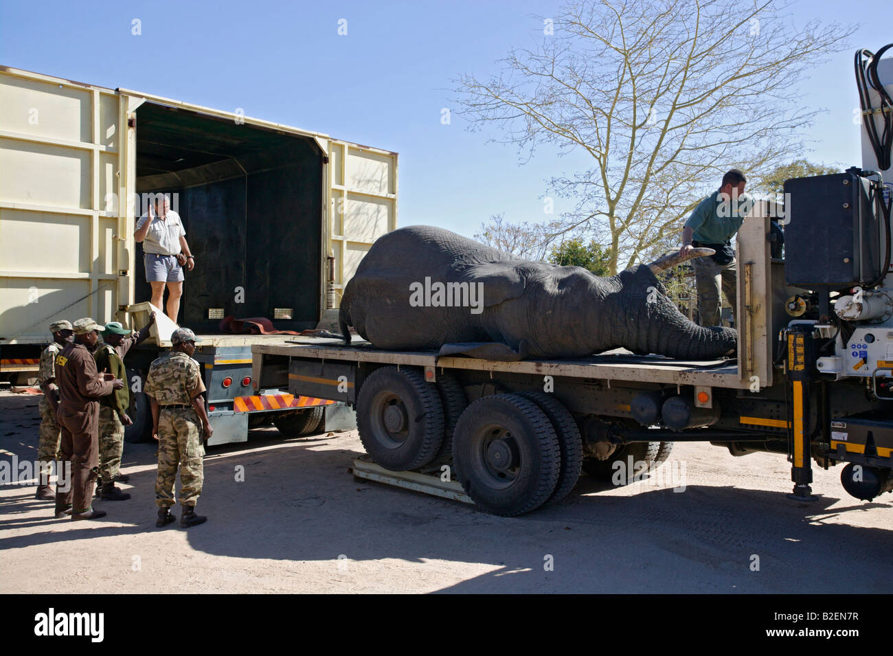 A sedated bull elephant lying on a flatbed lorry ready for loading into ...