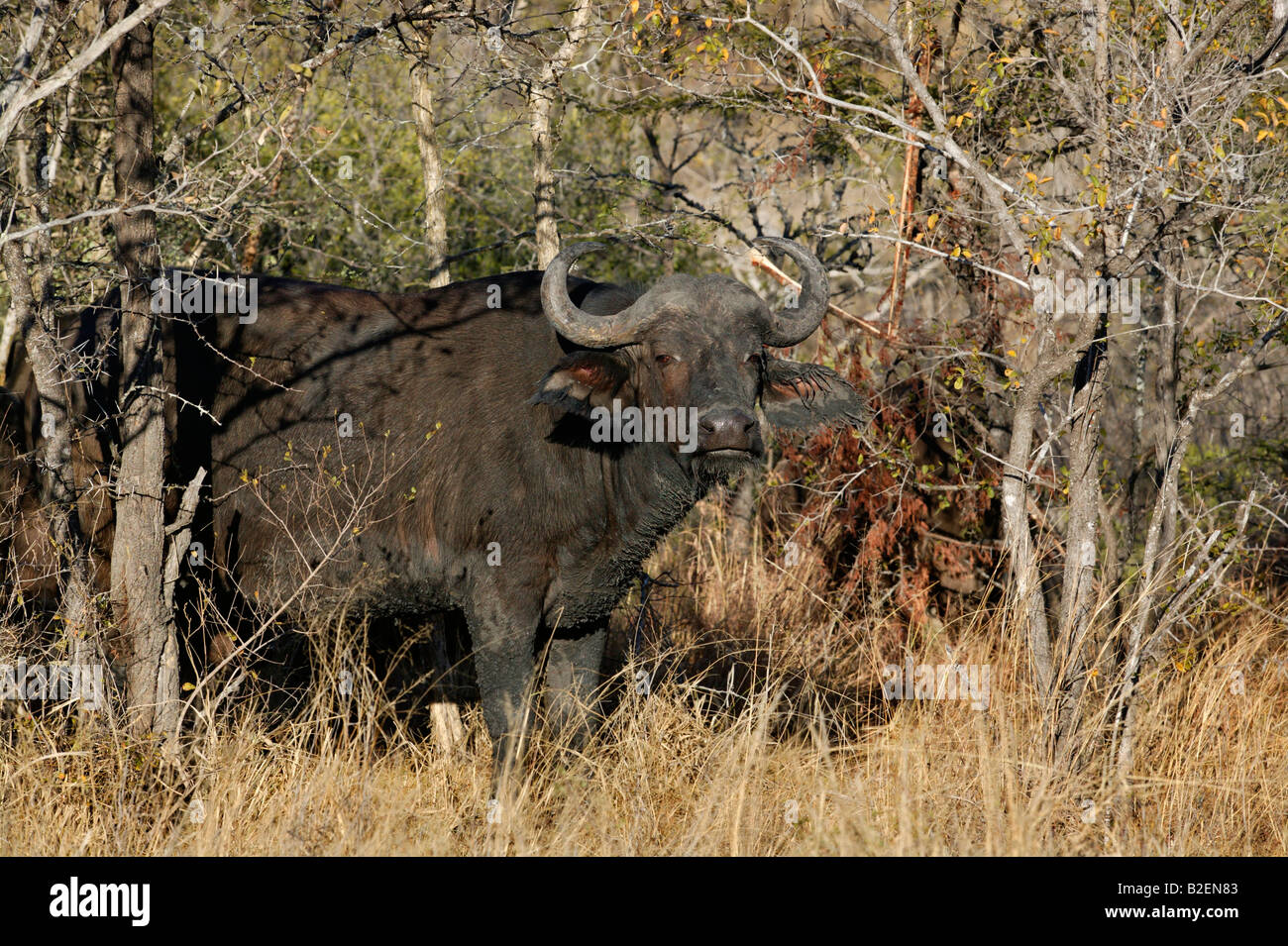 Emerging from bush hi-res stock photography and images - Alamy