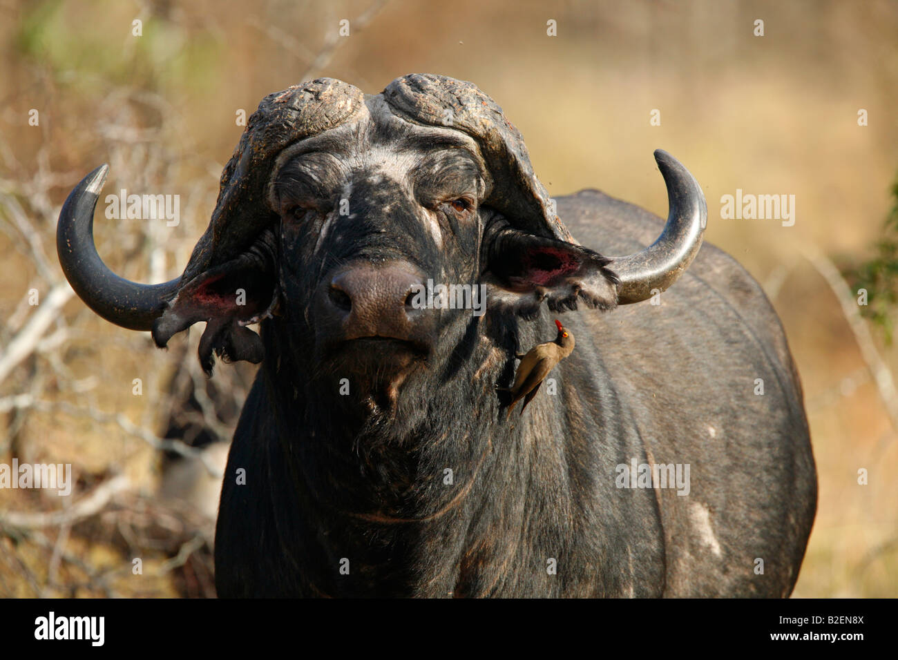 Portrait of a buffalo bull looking agitated Stock Photo - Alamy