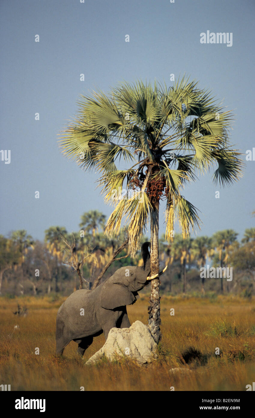 Elephant bull shaking ilala palm tree for fruits Stock Photo - Alamy