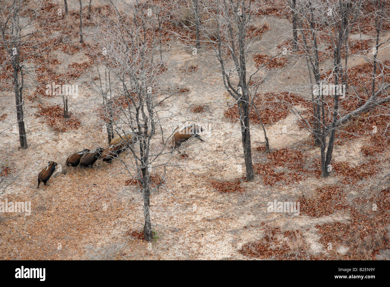 Aerial view of a family of bush pig in mopane veld Stock Photo - Alamy