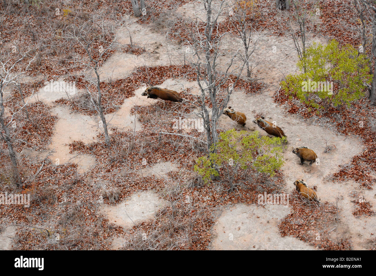 Aerial view of a family of bush pig in mopane veld Stock Photo - Alamy