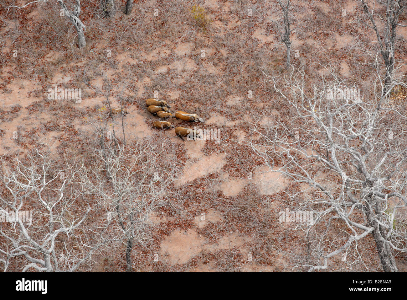 Aerial view of a family of bushpig in mopane veld Stock Photo - Alamy