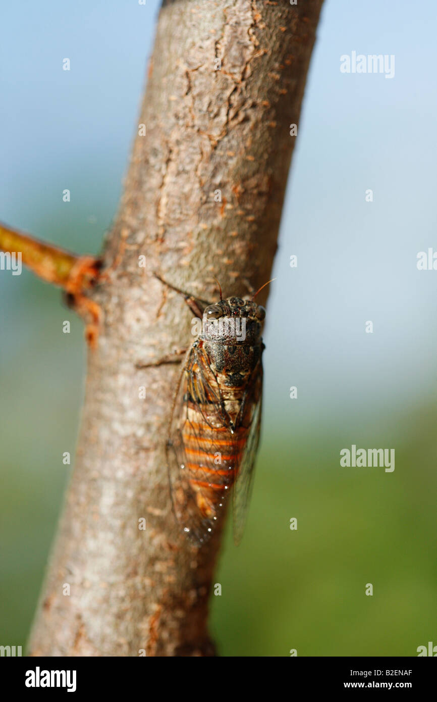 African cicada hi-res stock photography and images - Alamy