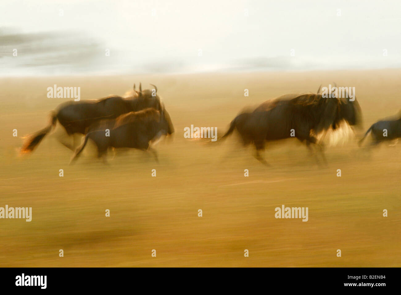 Blue wildebeest running during annual migration Stock Photo - Alamy