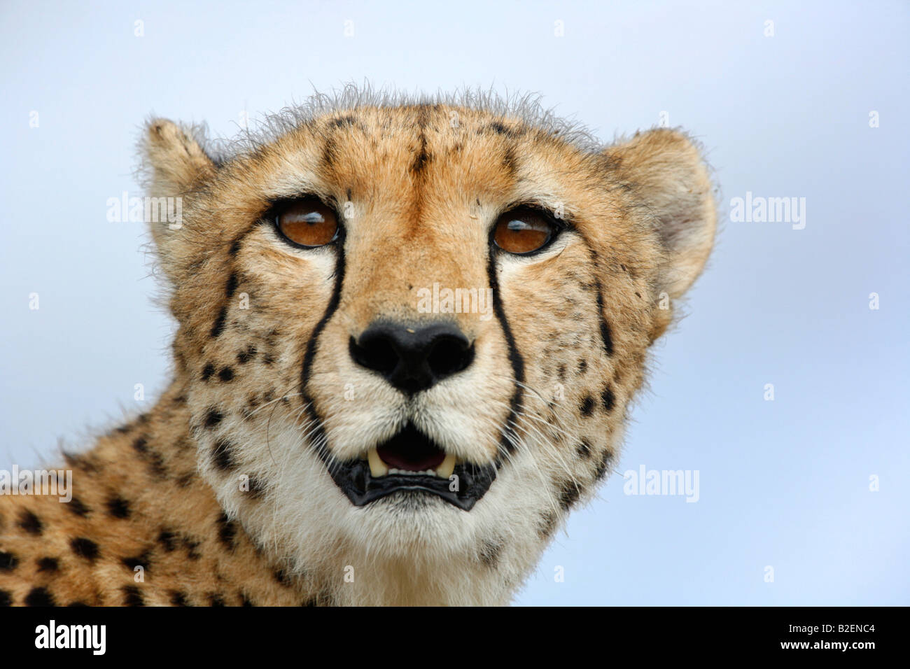 Tight portrait of an adult cheetah Stock Photo - Alamy
