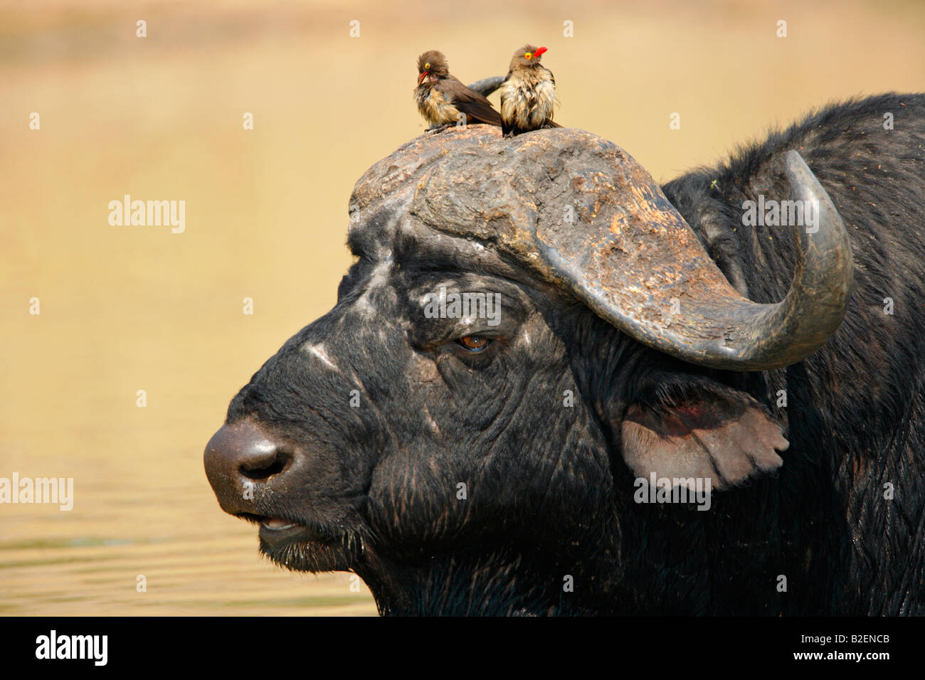 Tight portrait of a buffalo bull with two oxpeckers on its head Stock ...