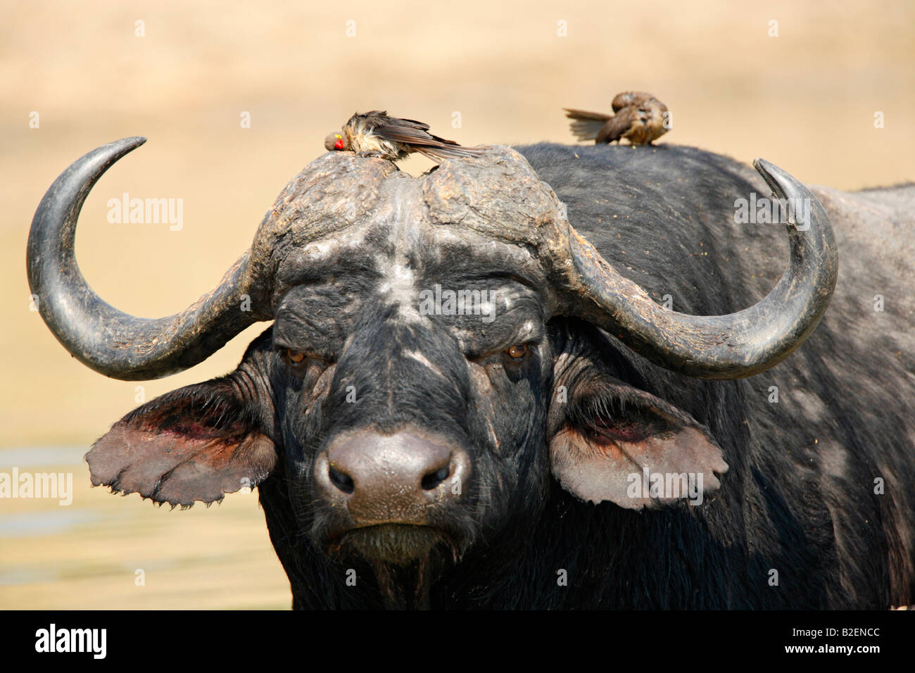 Portrait of buffalo bull with red-billed oxpecker drying off and ...