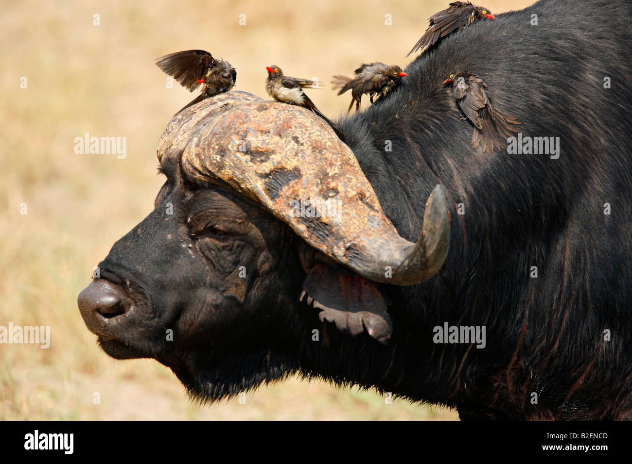 Portrait of buffalo bull with red-billed oxpecker drying off and ...