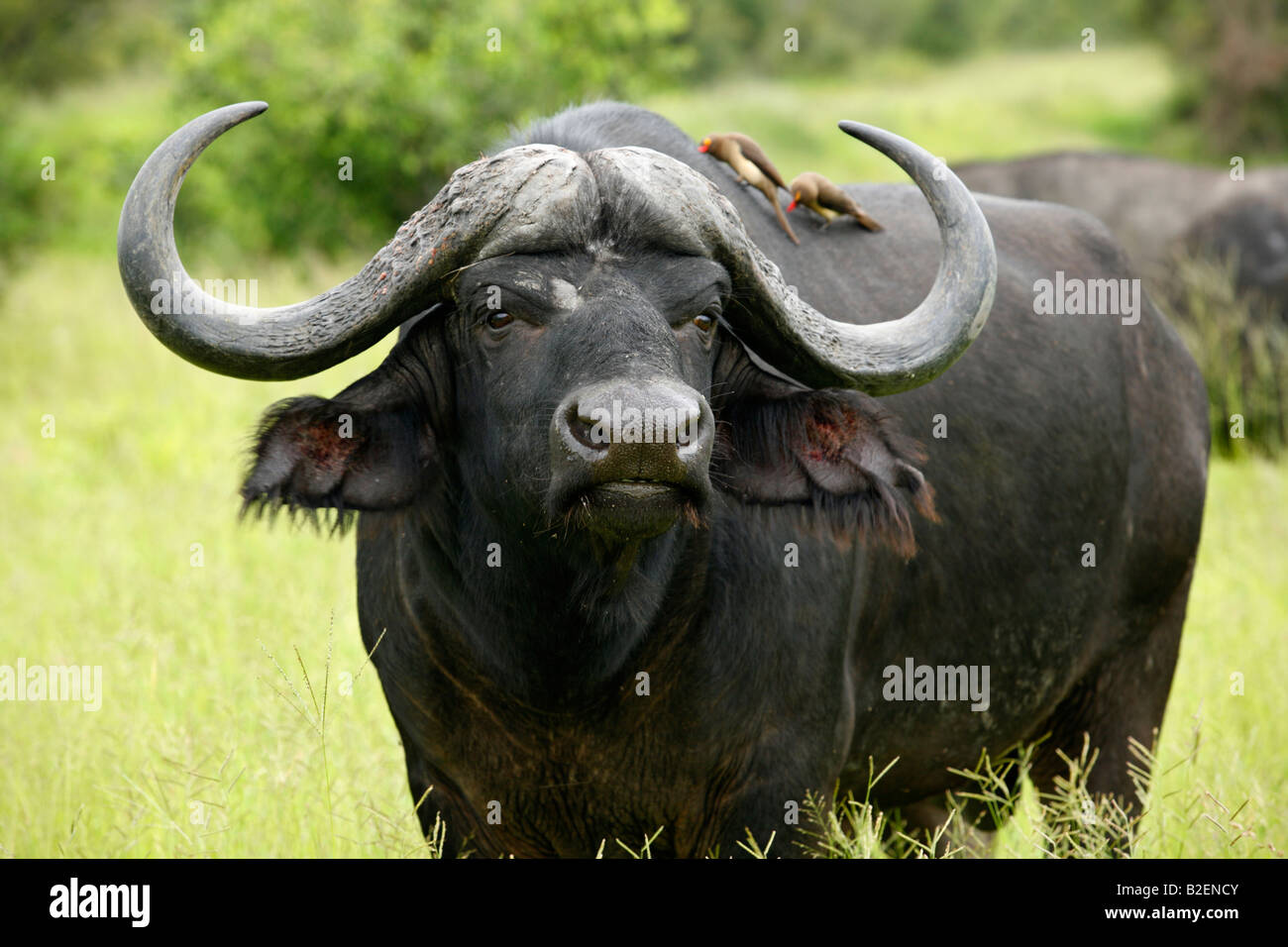 A large-horned buffalo bull with two red billed oxpeckers feeding on it ...