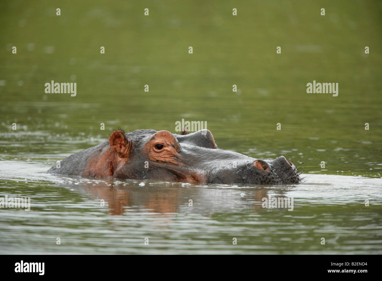 Sabi sand hippo hi-res stock photography and images - Alamy