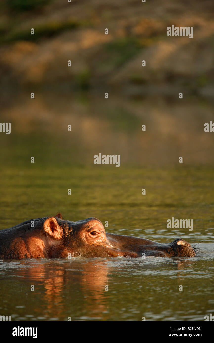 Sabi sand hippo hi-res stock photography and images - Alamy