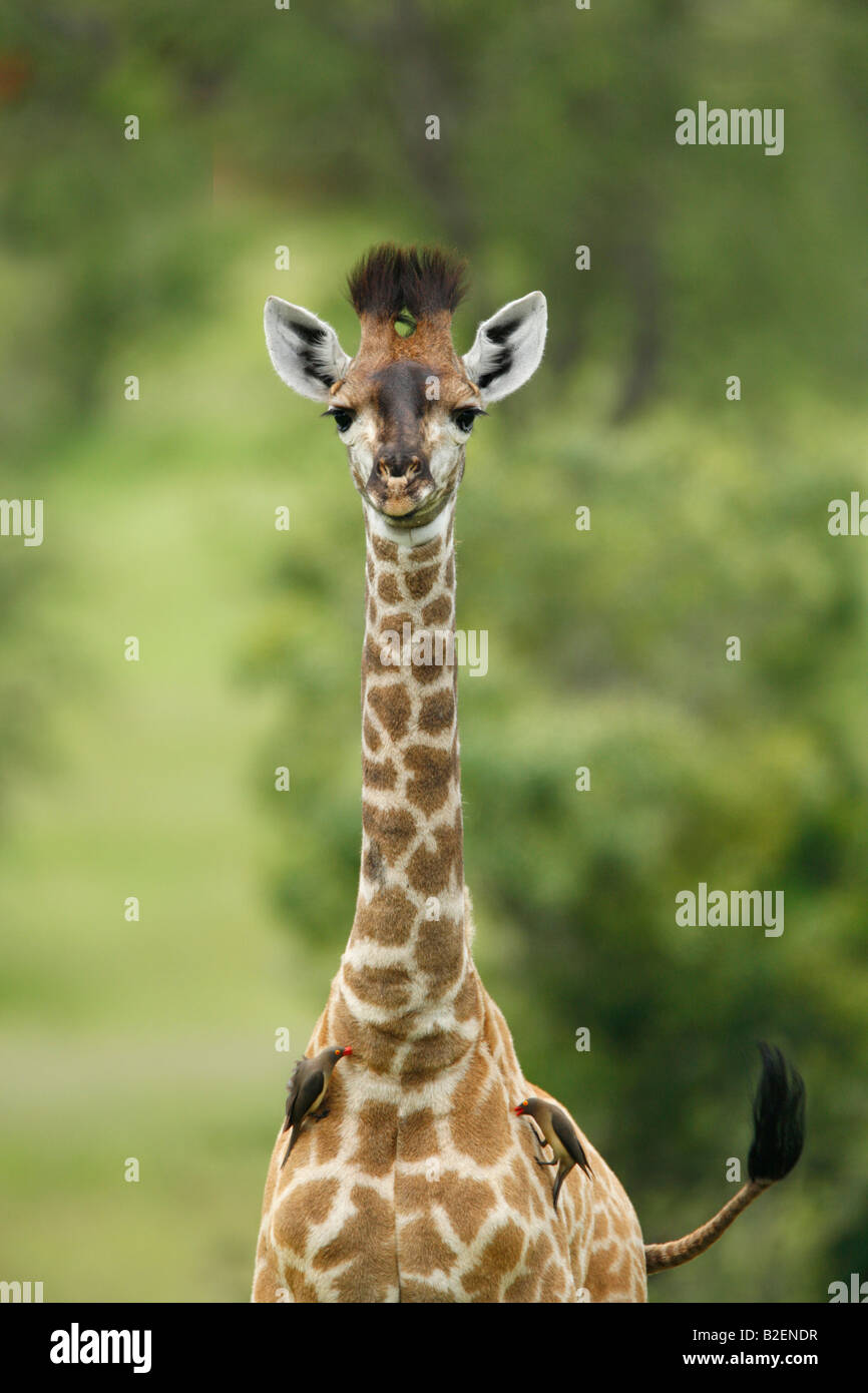Giraffe tail hi-res stock photography and images - Alamy