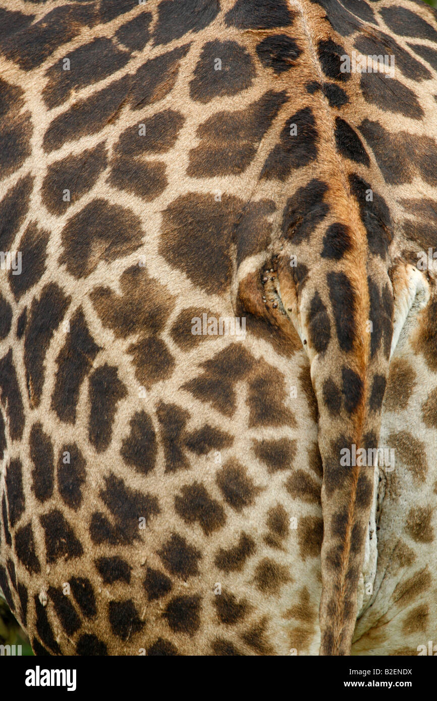 Close-up of a giraffe hip and rear end to show the pattern on the hide ...