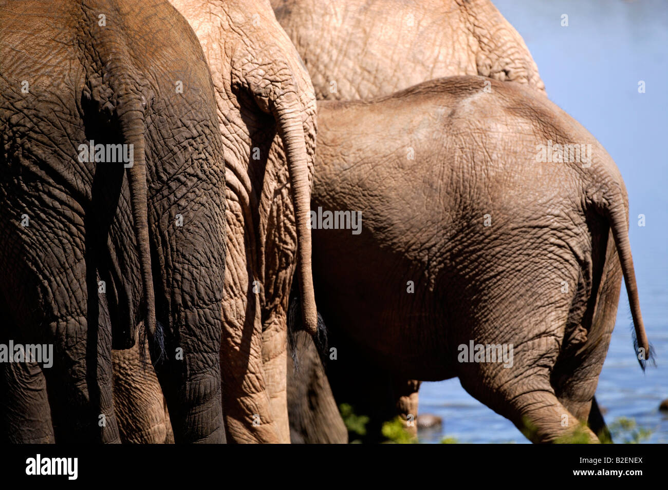 The rear end of four African elephants lining up at a waterhole to ...