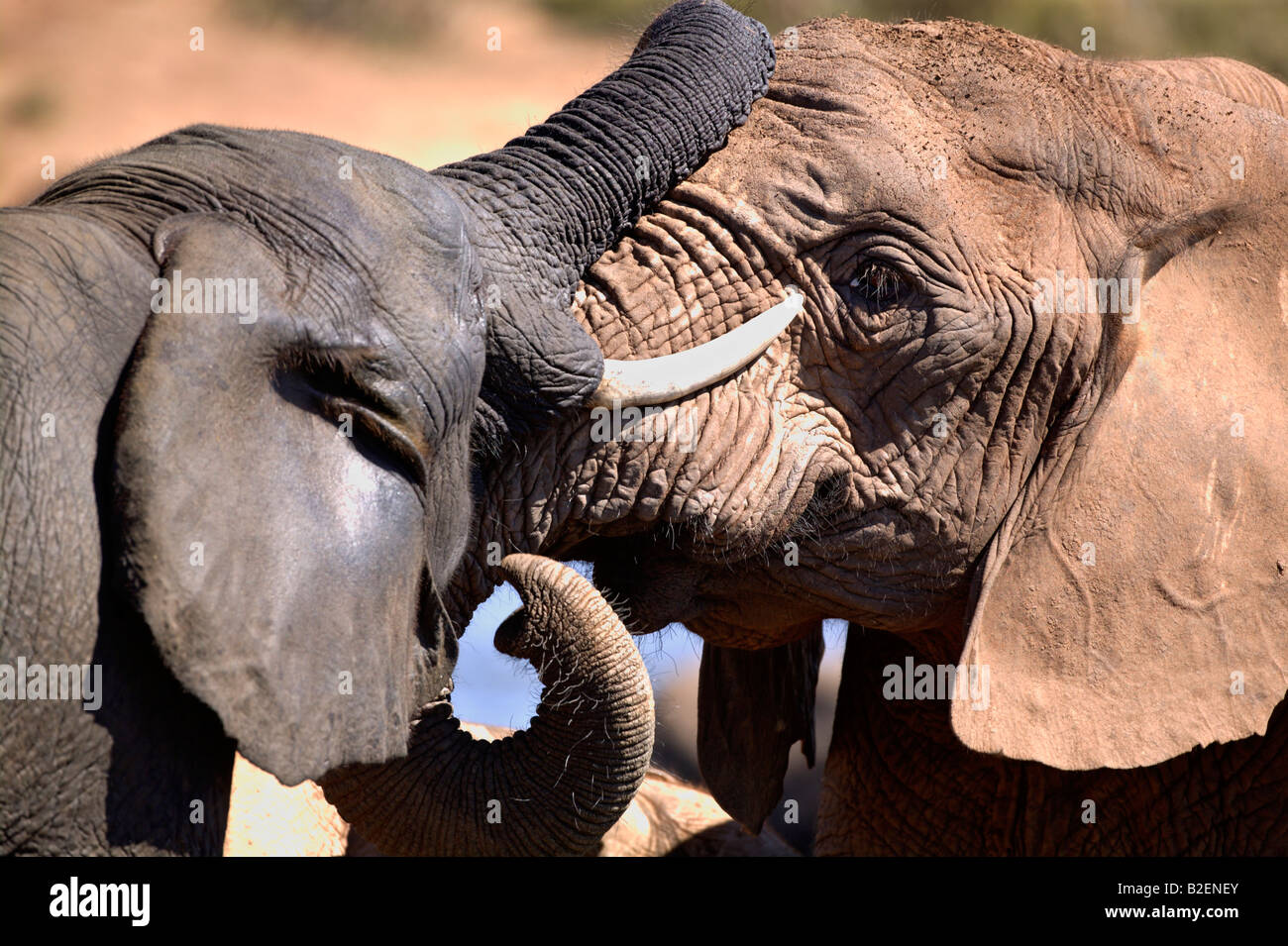 Two elephants elephant hi-res stock photography and images - Alamy