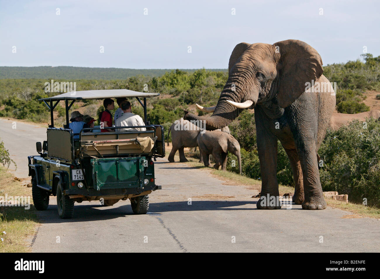A large bull elephant extends its trunk towards an open safari vehicle ...