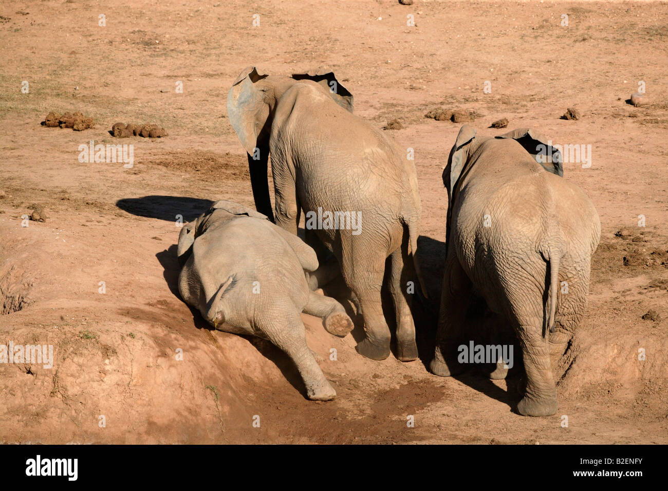 An elephant lying down on its side with two others standing by ...