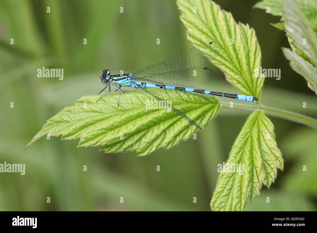 Northern Blue Damselfly Hi res Stock Photography And Images Alamy northern-blue-damselfly-hi-res-stock-photography-and-images-alamy
