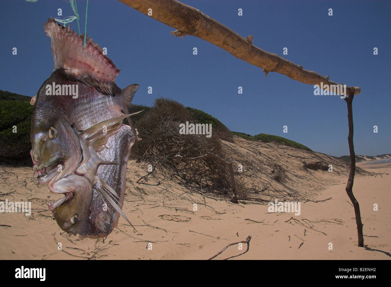 Butterflied fish hanging from a rack to dry on the beach Stock Photo ...