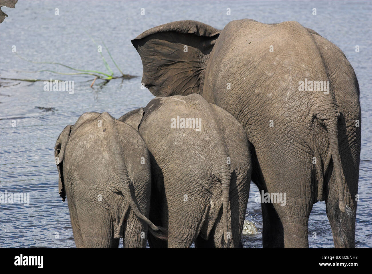 Rear view of sub-adult Elephant with two calves drinking at waterhole ...