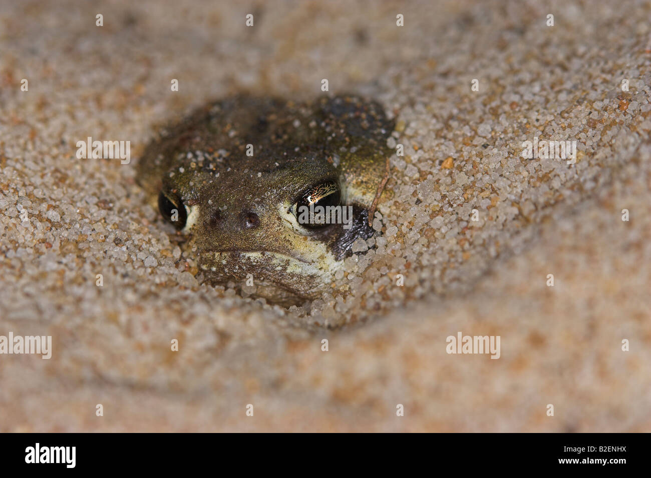 Rain frog buried in loose sand Stock Photo - Alamy
