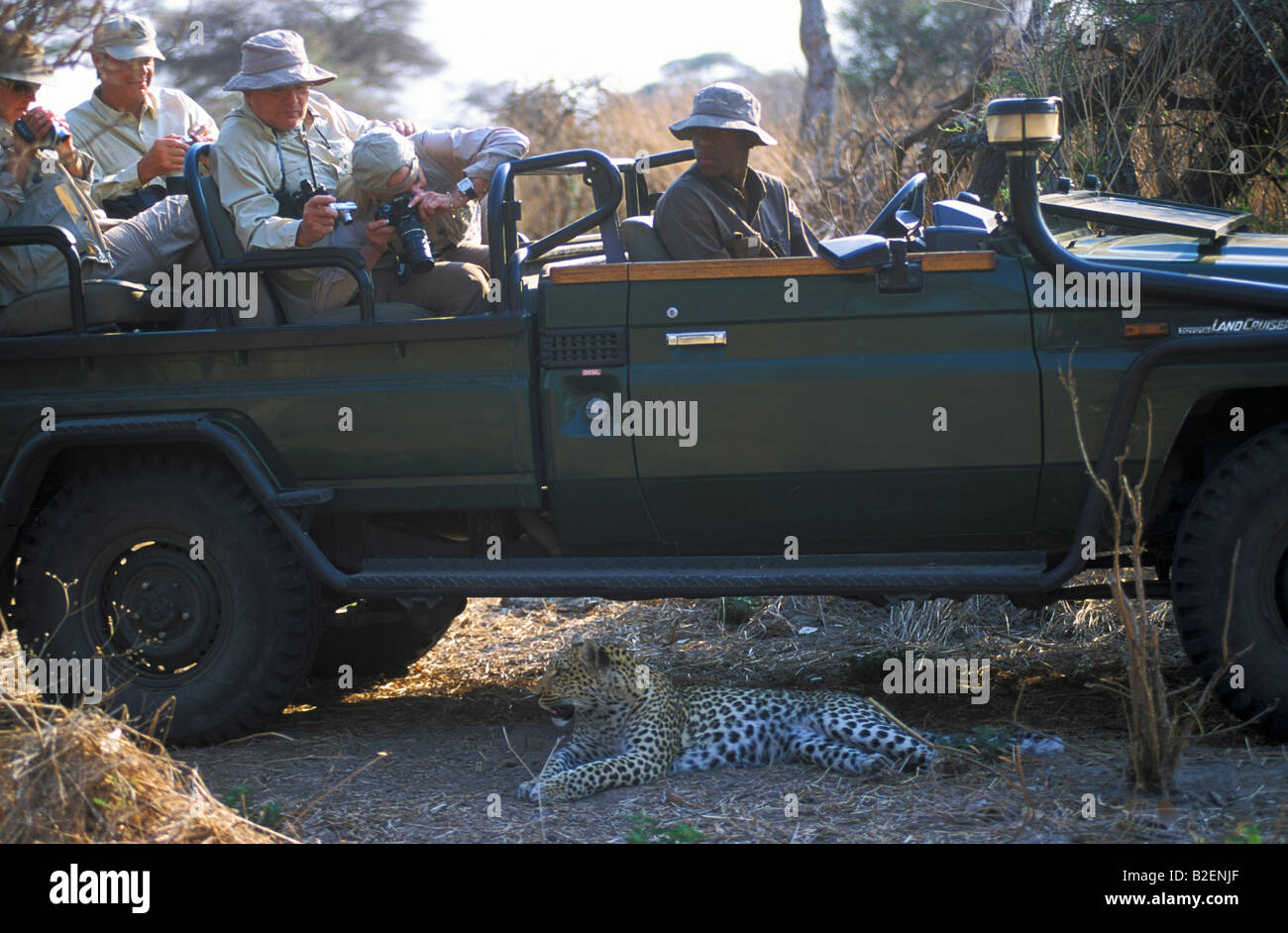 Habituated leopard hi-res stock photography and images - Alamy